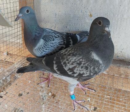 Stock Birds | Northern Gold Coast | Hudson Lofts